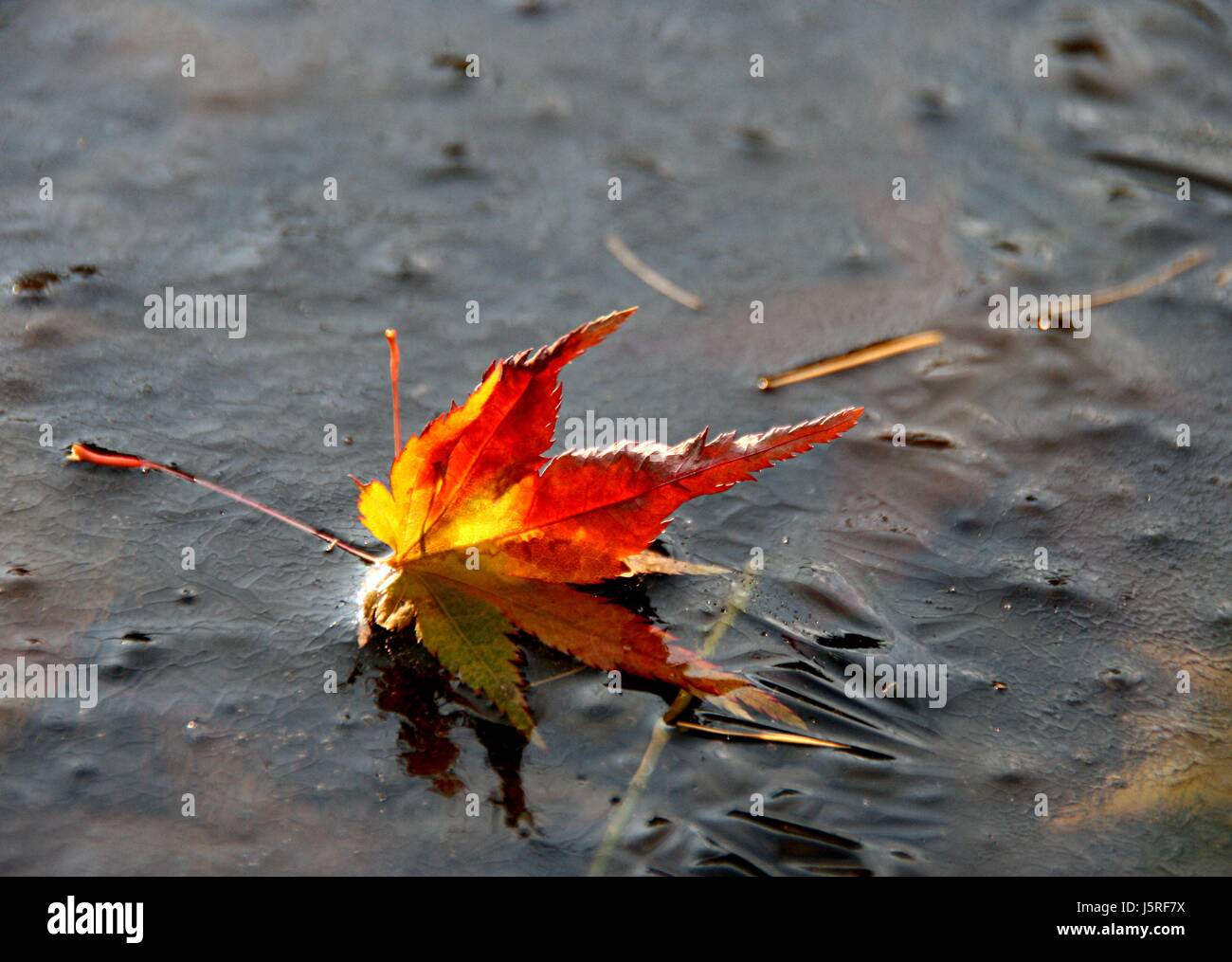leaf on the rocks Stock Photo - Alamy