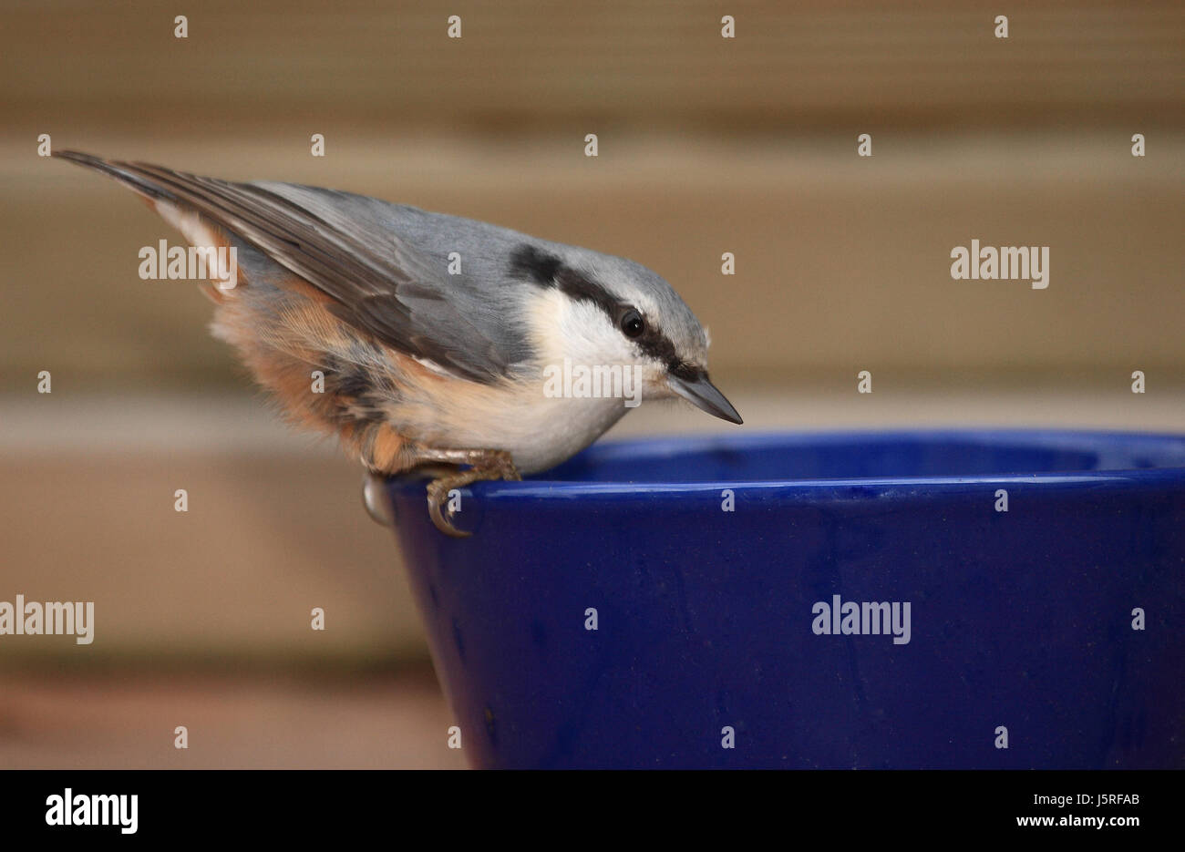 winter feeding nuthatch Stock Photo - Alamy