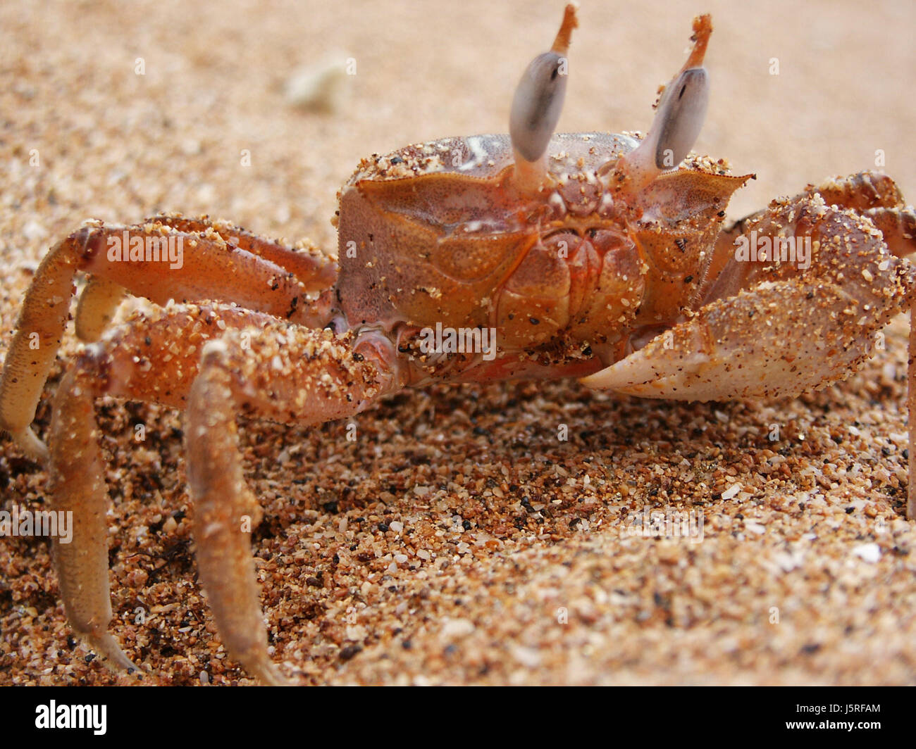 beach seaside the beach seashore eyes crab scissors scissor match sands ...