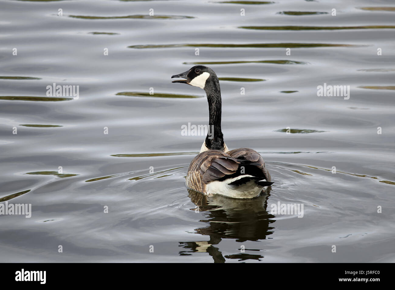 The back view of a Canada Goose swimming away Stock Photo - Alamy
