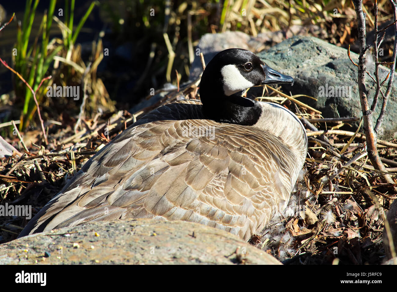 Canada goose sitting down hi-res stock photography and images - Alamy