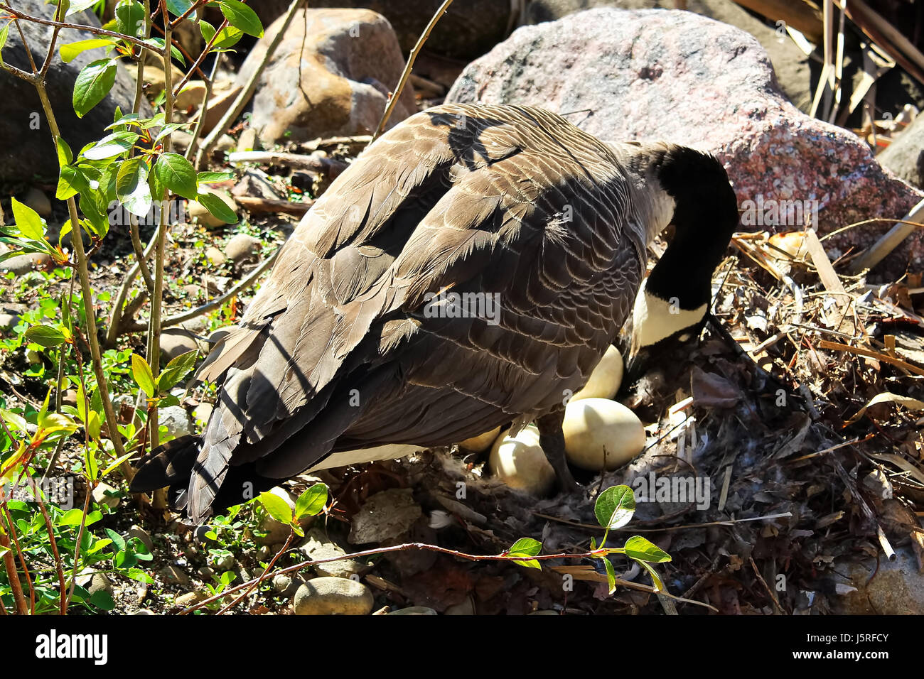 A Canadian Goose mother turning her eggs in her nest Stock Photo - Alamy