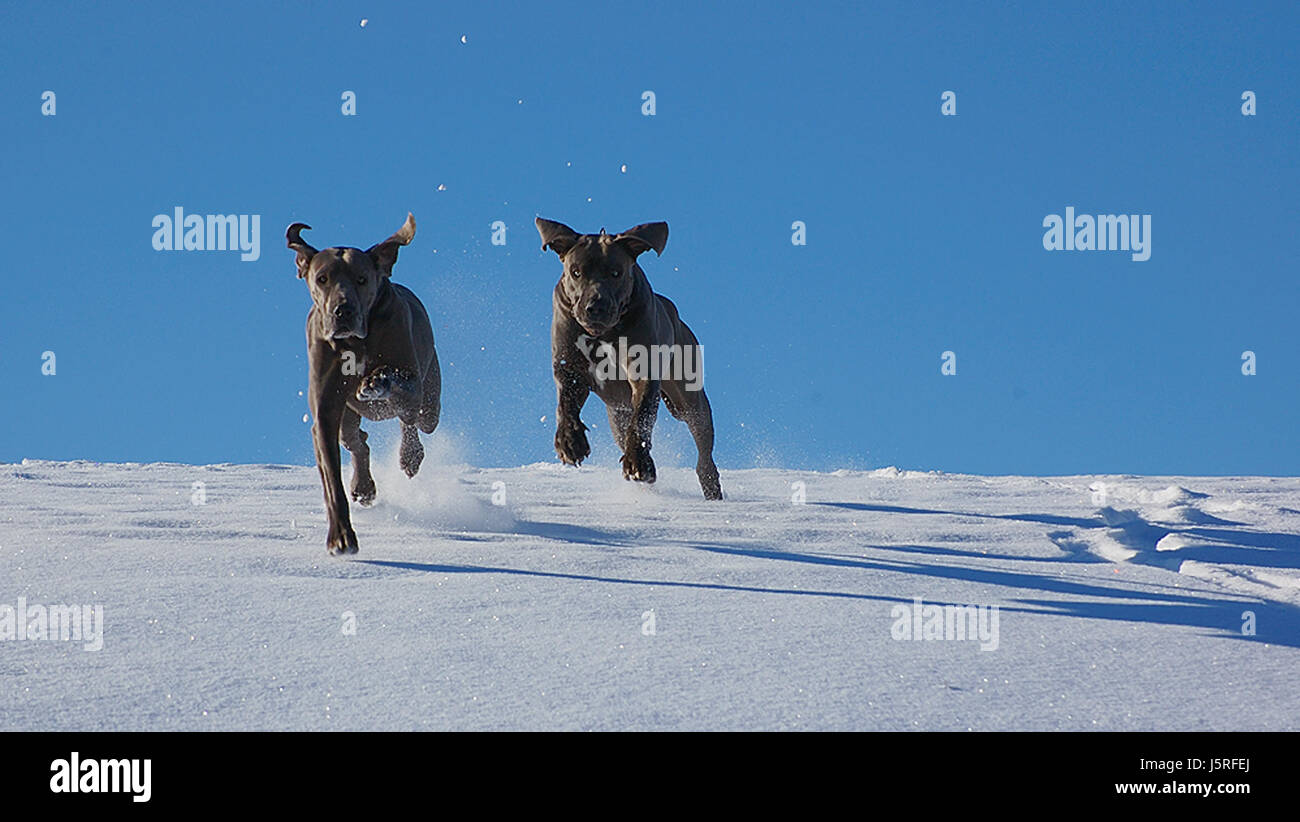blue blank european caucasian dog spring bouncing bounces hop skipping ...