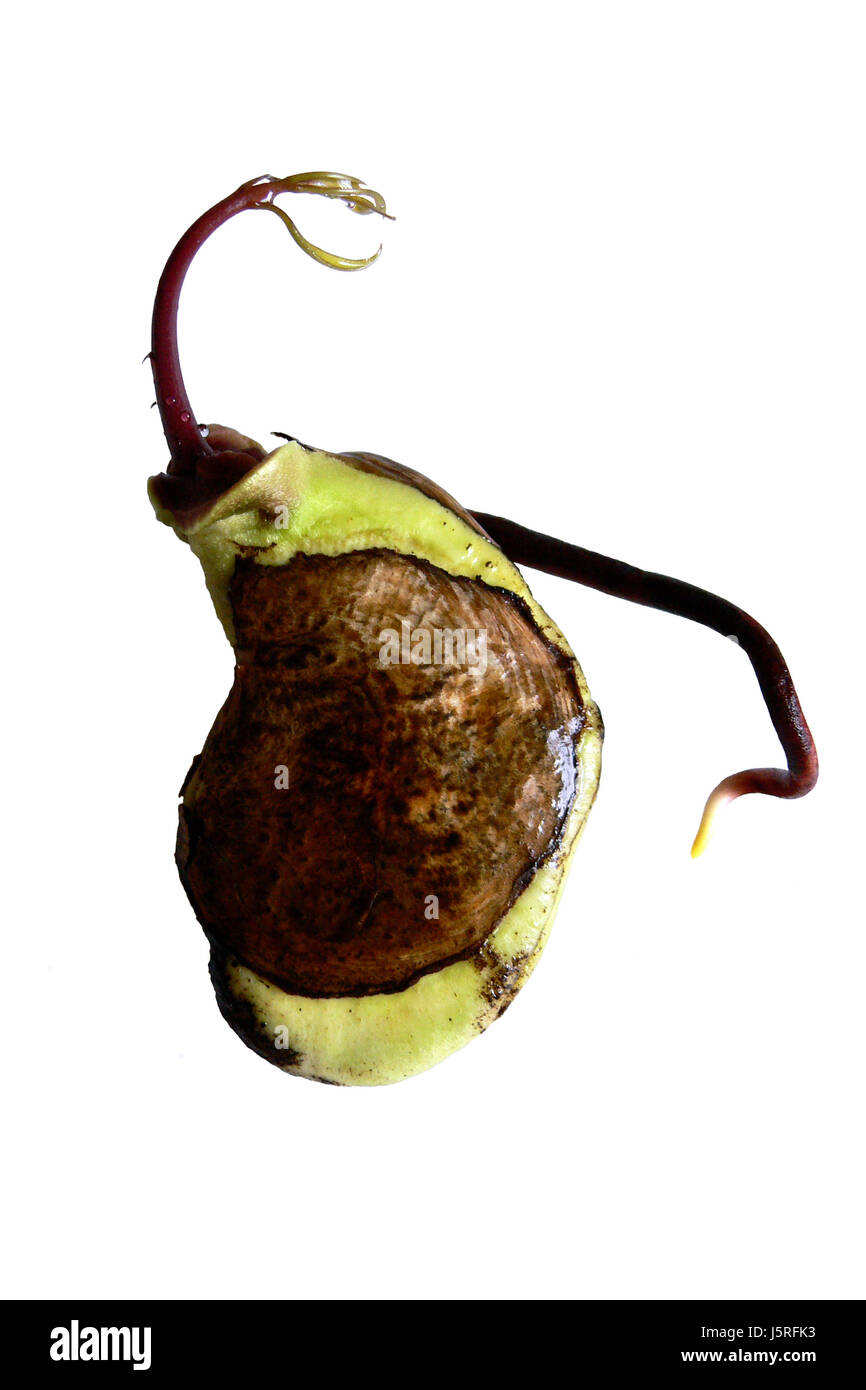 optional fruit root growth free grow seed kernel germ expel germed ...