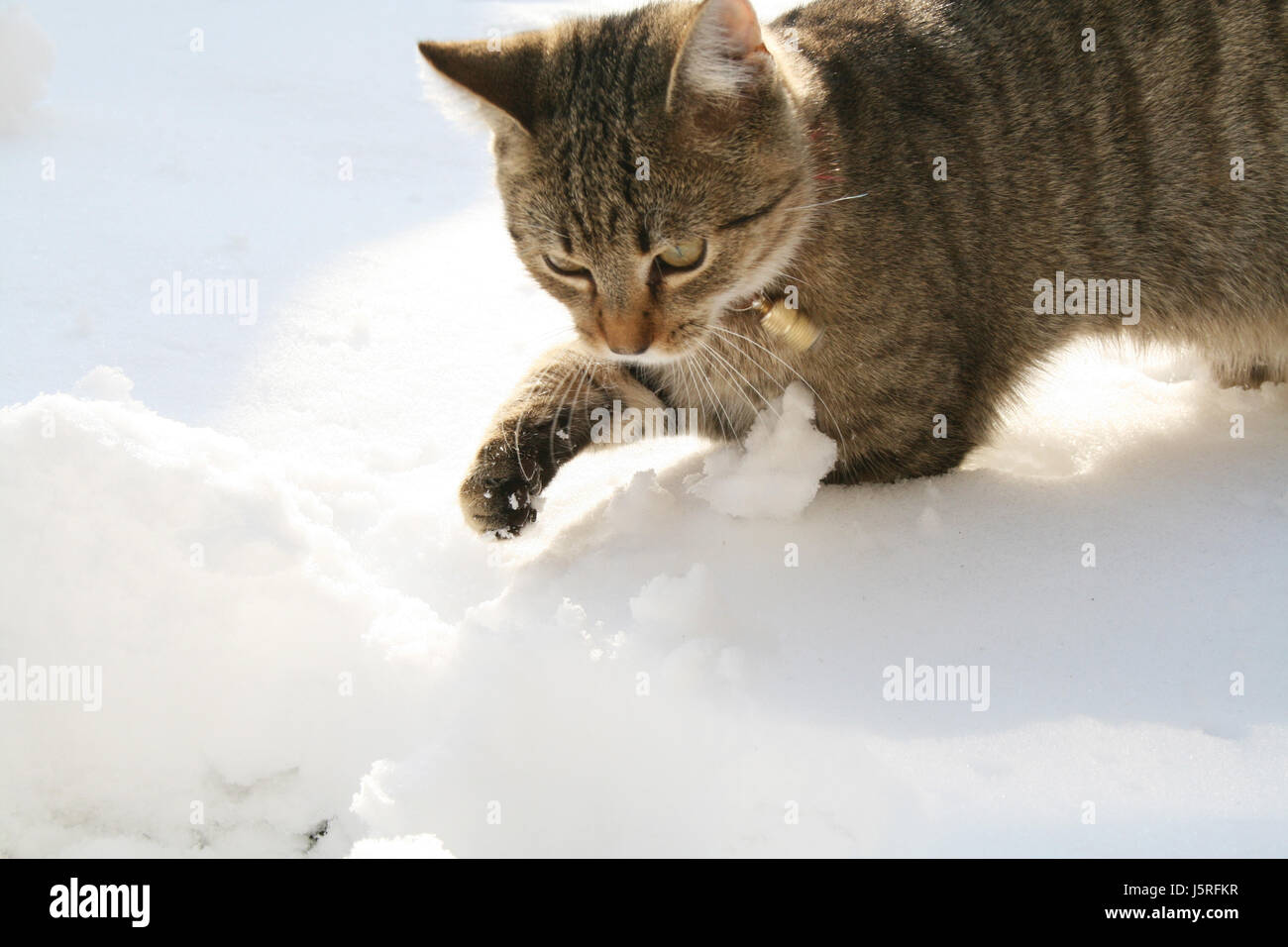 mitz in snow Stock Photo - Alamy
