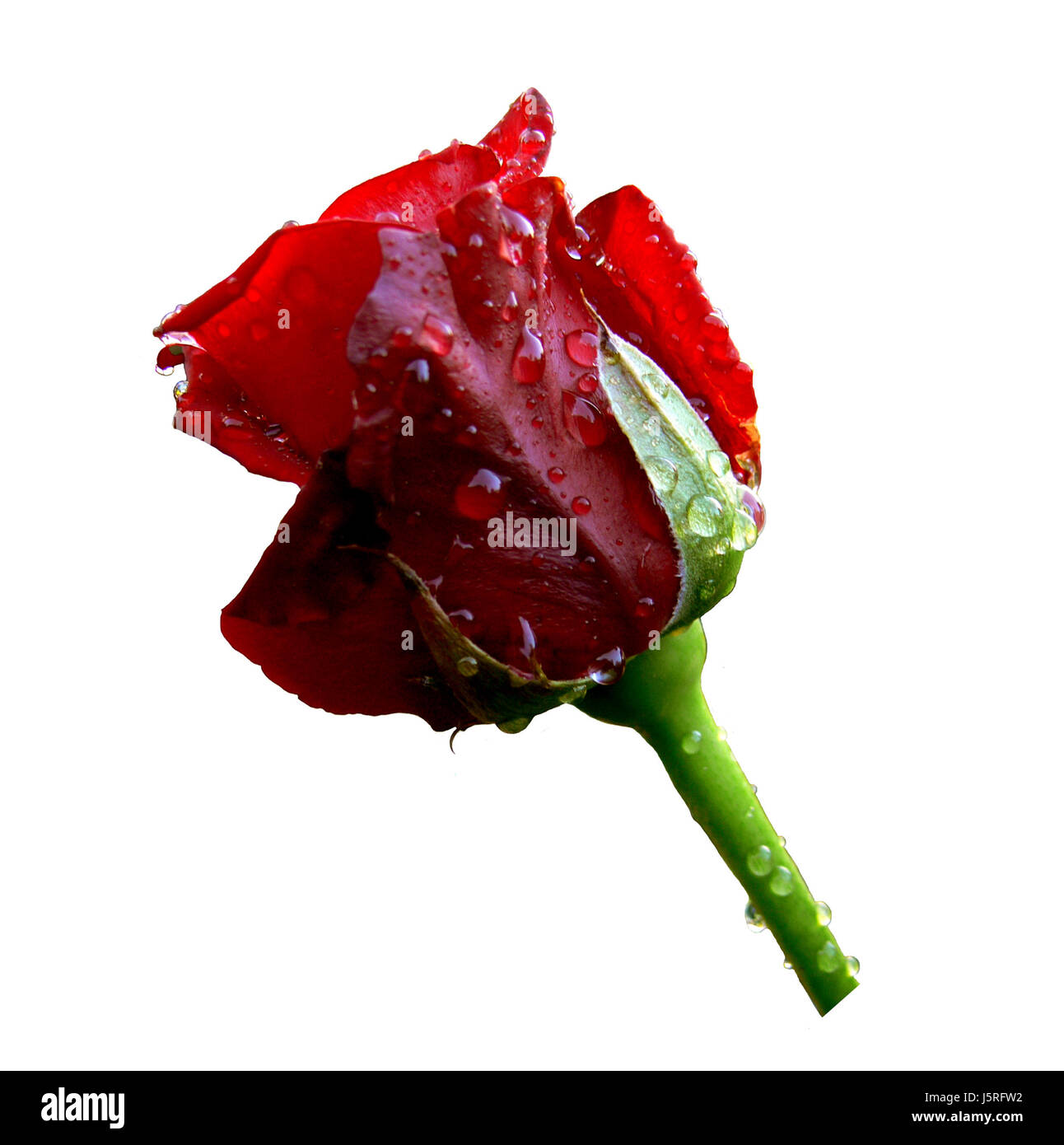optional flower rose plant green raindrop roses rose sheets rose bloom ...
