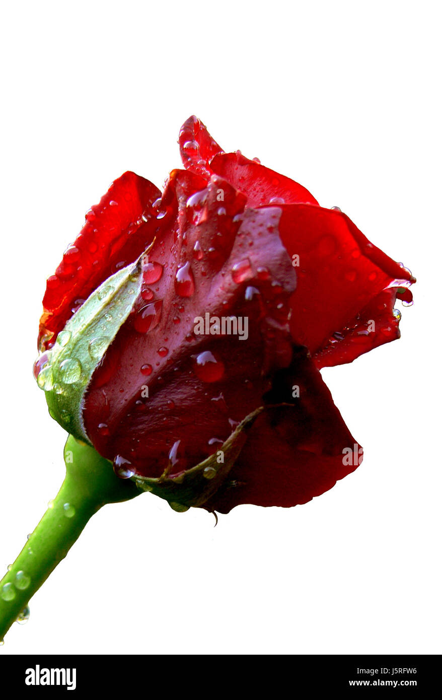 optional flower rose plant green raindrop roses rose sheets rose bloom ...