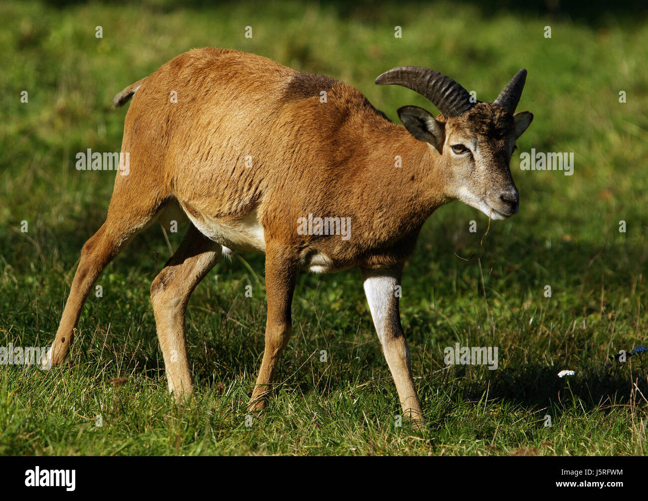 big large enormous extreme powerful imposing immense relevant animal ...