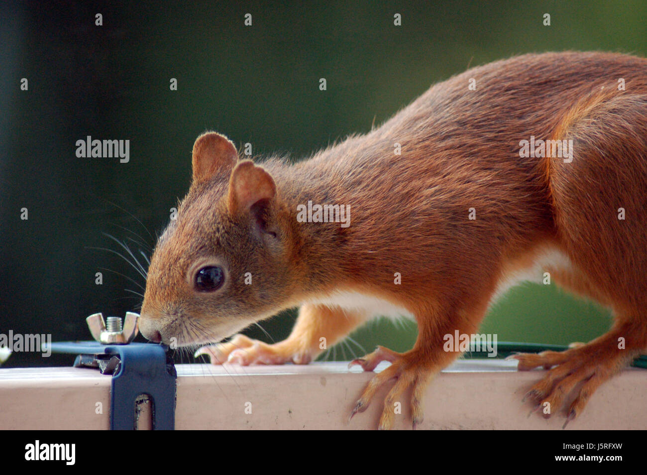 curiosity curious nosey nosy interest discover squirrel smell ...