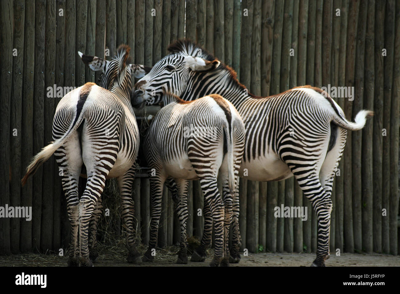 zebra from behind Stock Photo - Alamy