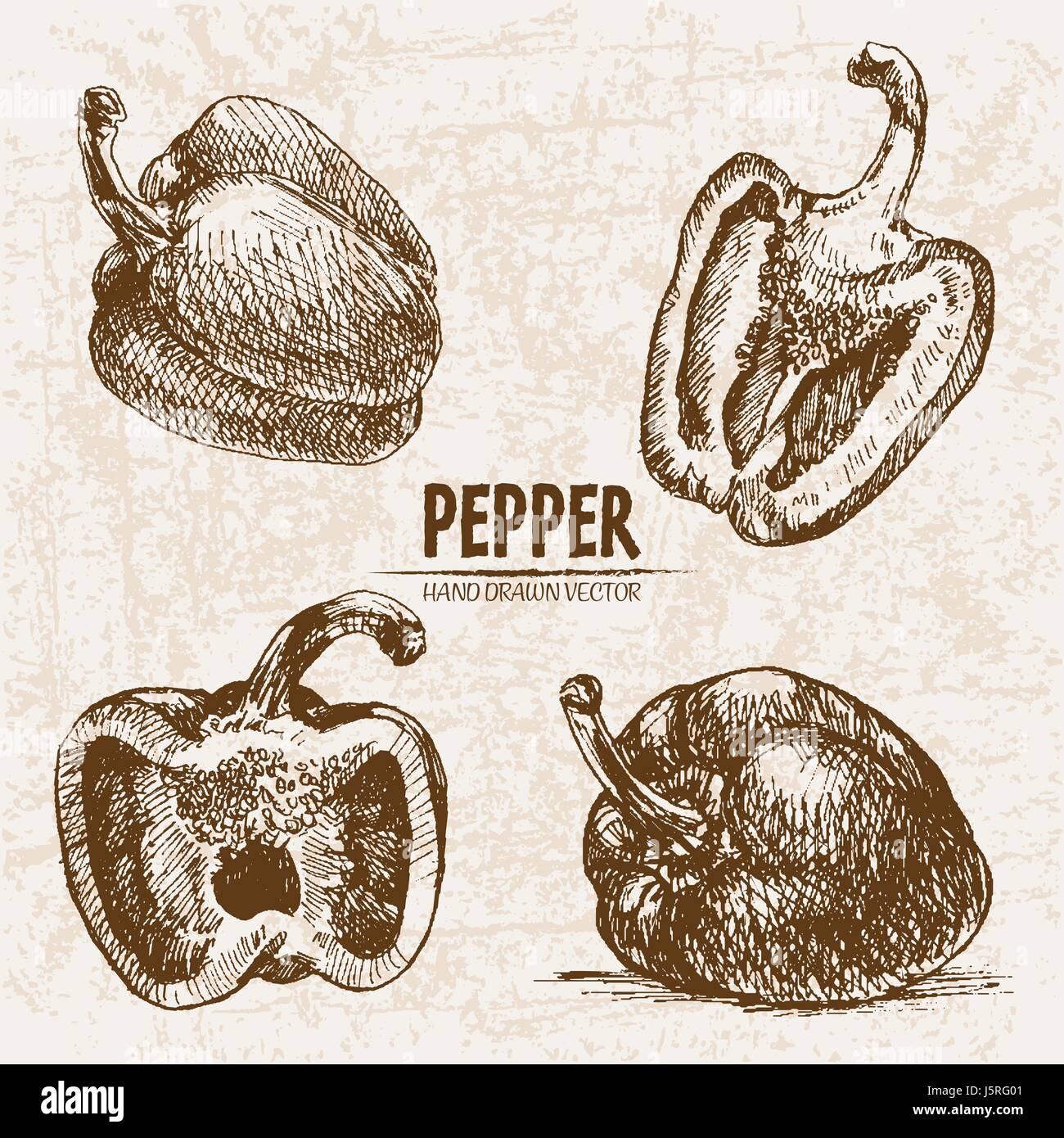 Digital vector detailed line art pepper vegetable hand drawn retro ...
