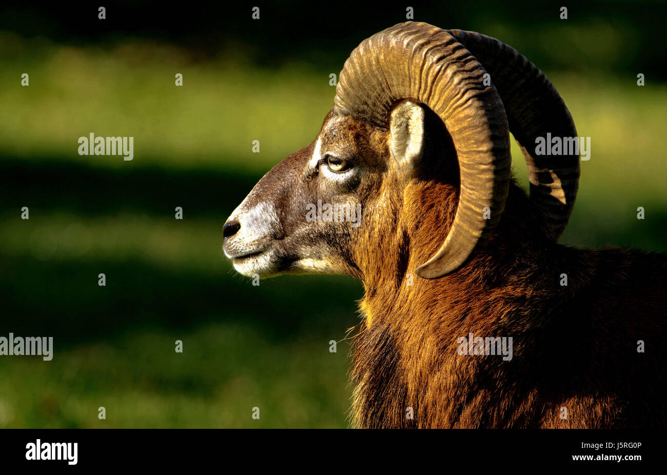 Muffeltier hi-res stock photography and images - Alamy