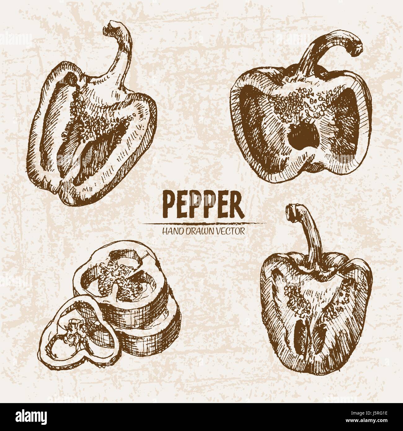 Digital vector detailed line art pepper vegetable hand drawn retro ...
