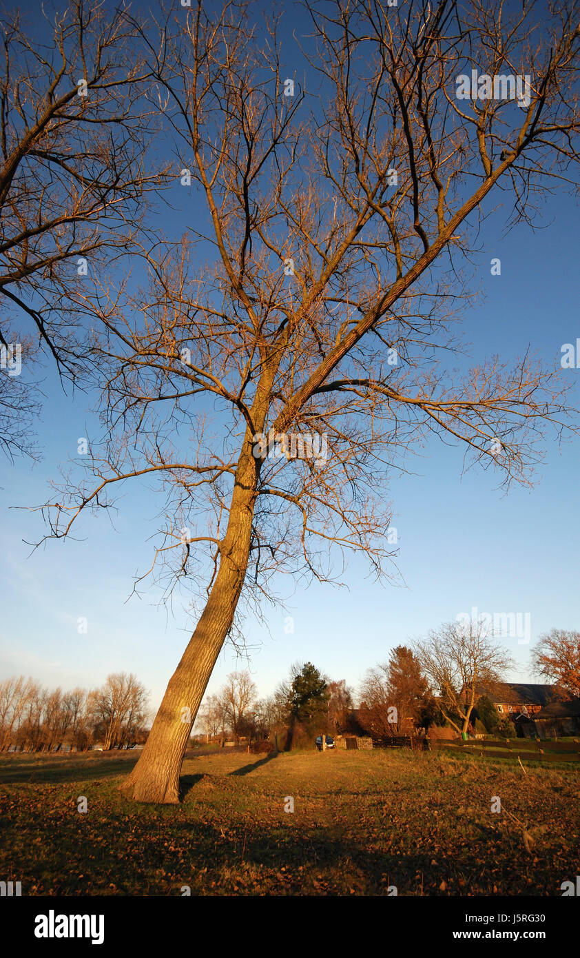 blue tree trunk deciduous tree mood evening branches branch setting sun ...