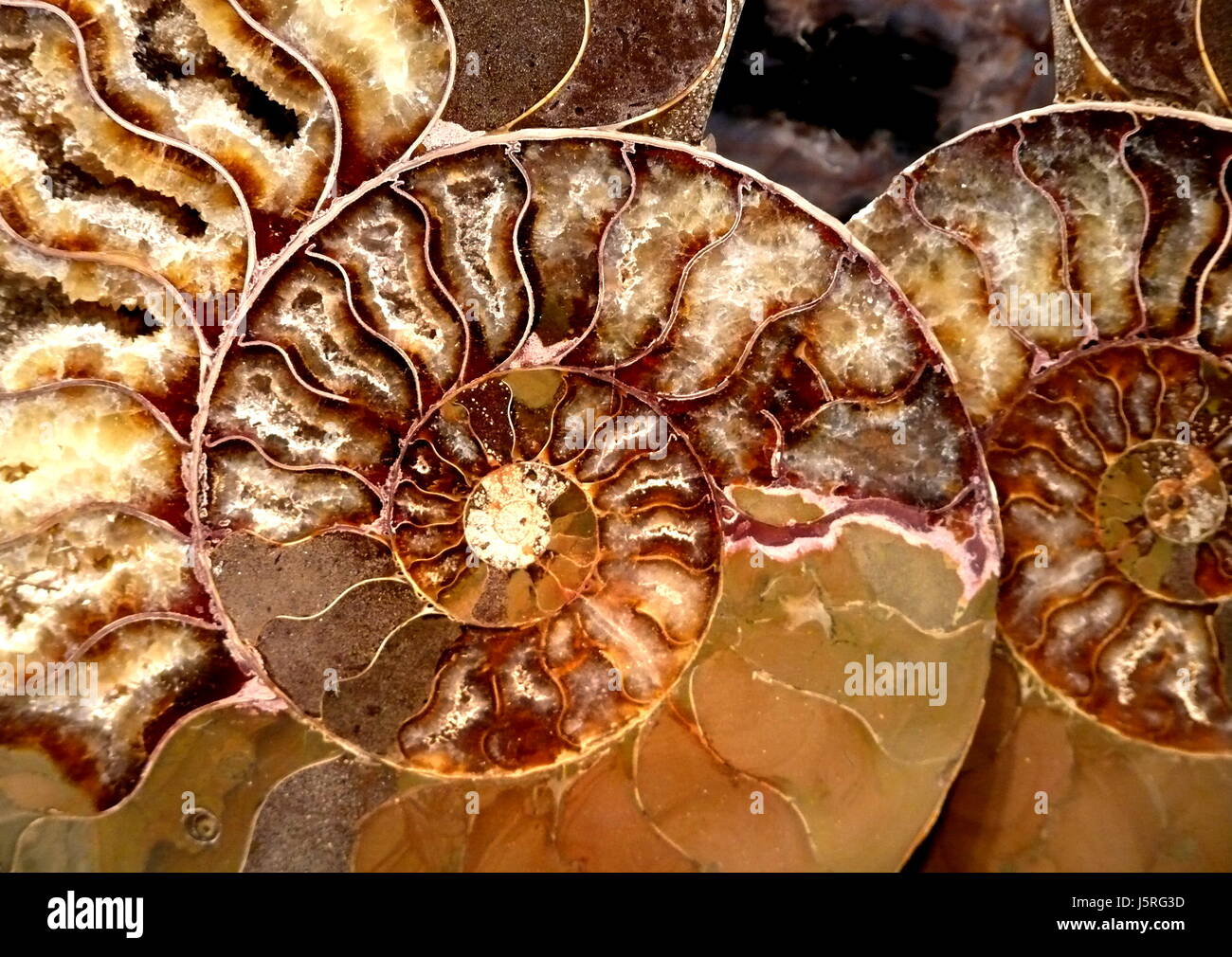 stone shell snail bowl chalk fossilization fossil layers jurassic ...