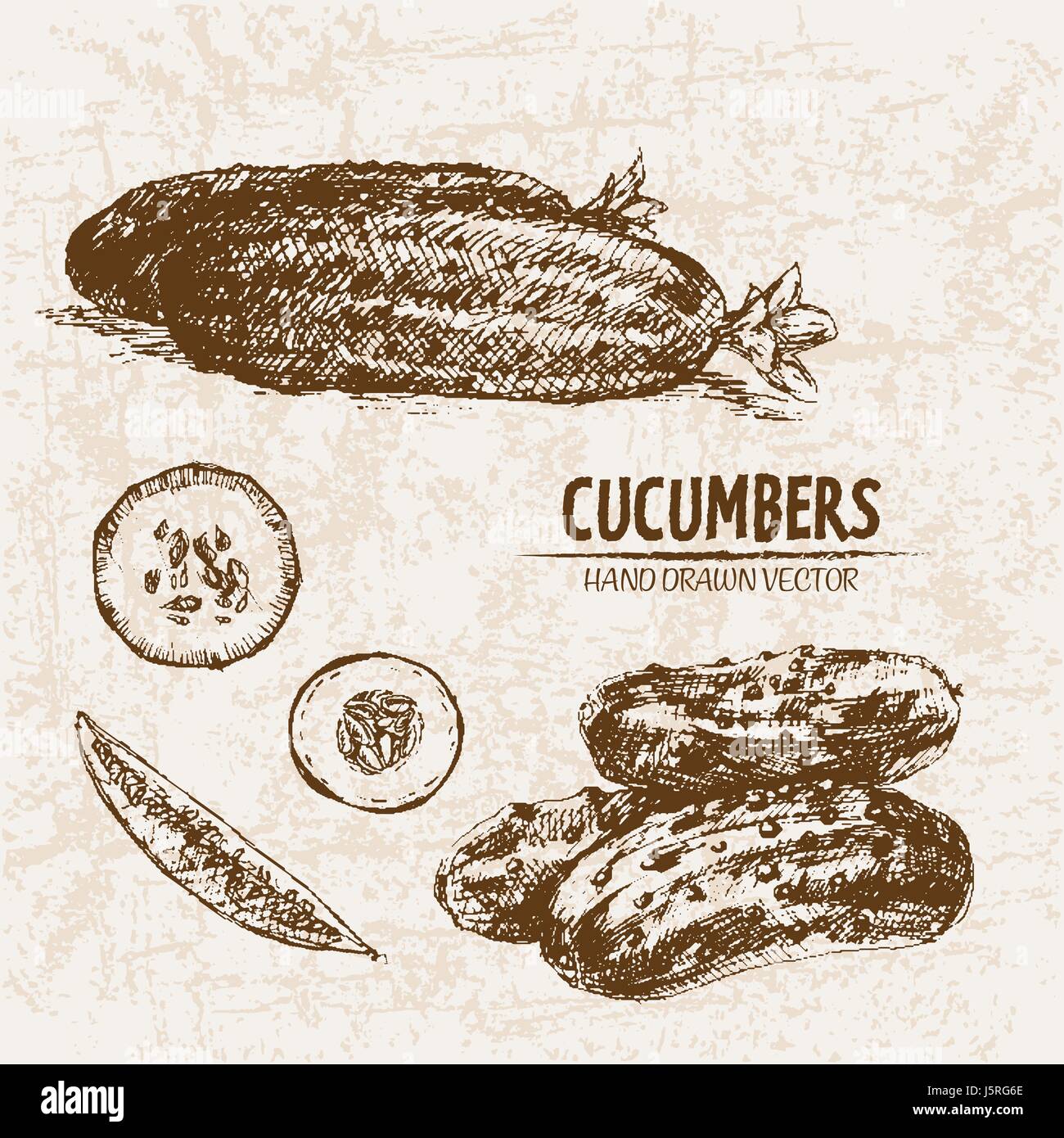 Digital vector detailed line art cucumber vegetable hand drawn retro ...