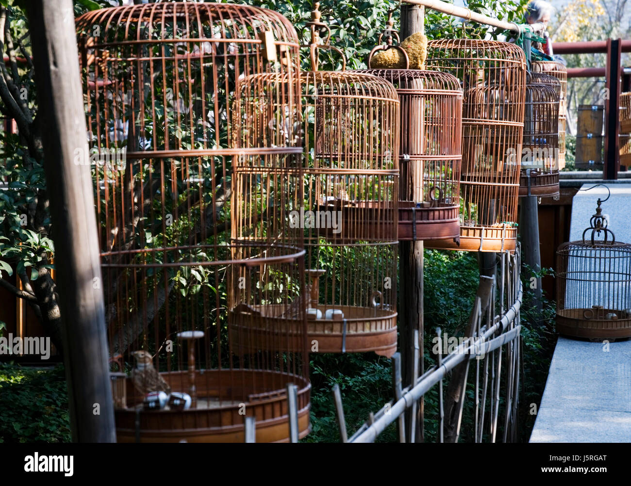 park bird birds outdoor tradition destination chinese cage bird cage ...