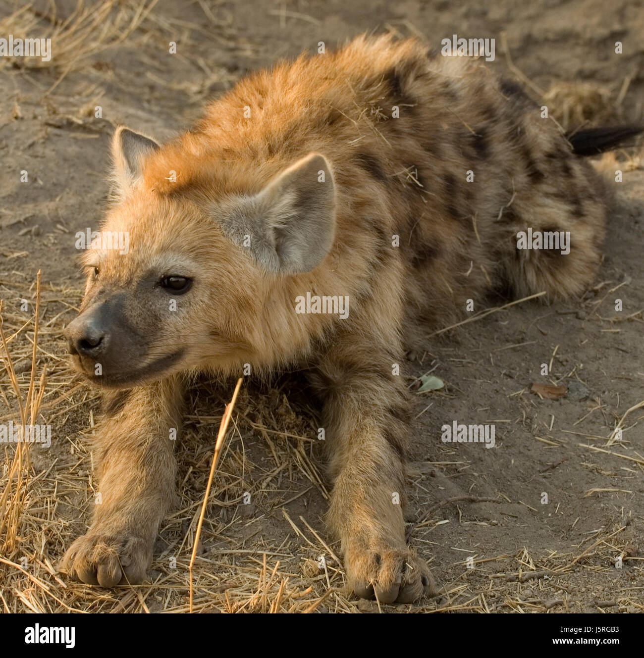 tourism africa hunter puppy south africa safari cub baby hyaena hyena ...