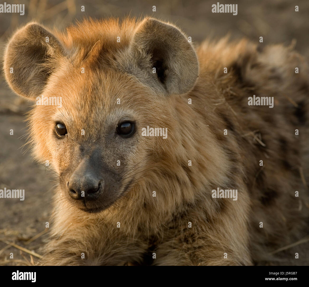 africa hunter puppy south africa safari cub baby hyaena hyena hyenas ...