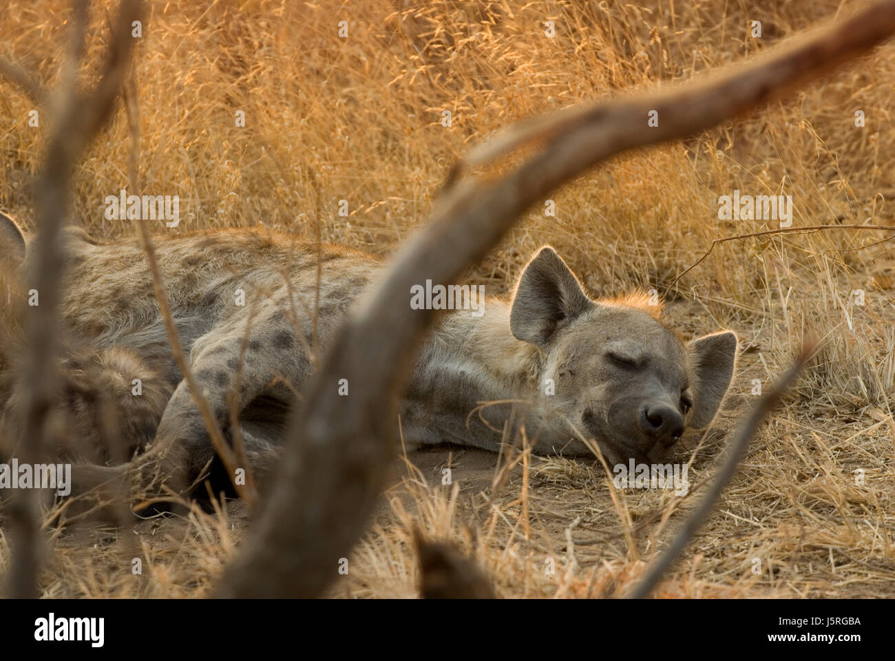 tourism africa hunter sleep sleeping adult south africa safari one tins ...