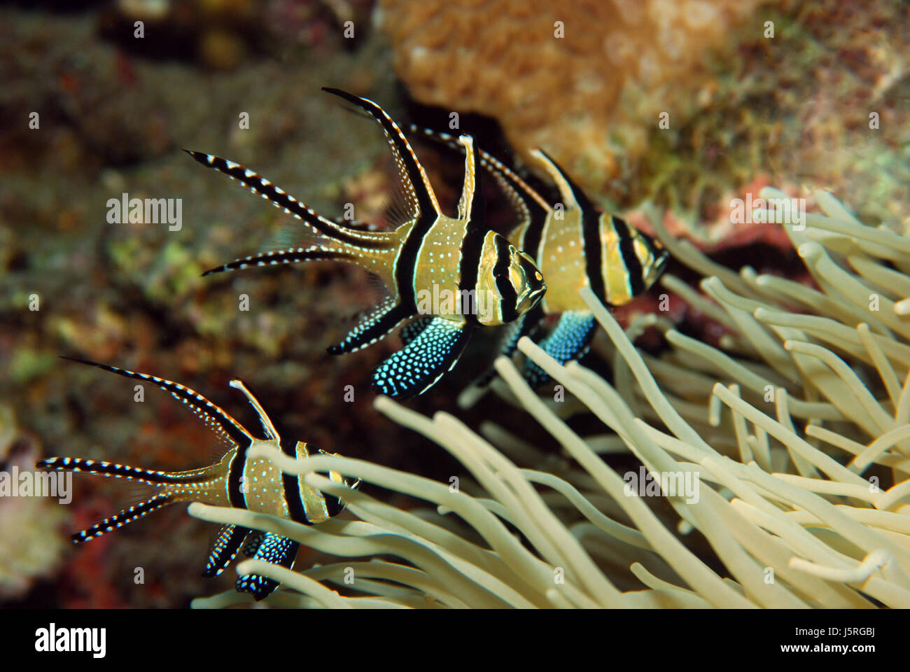 banggai cardinal fish Stock Photo - Alamy