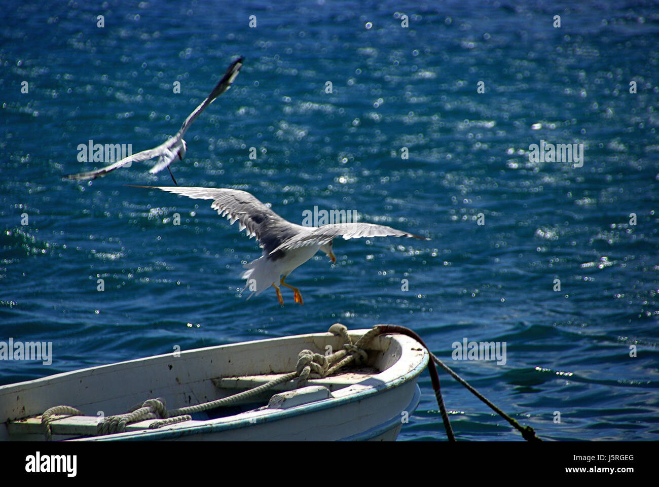 blue bird birds feathering dew fishing boat landing picturesque ...