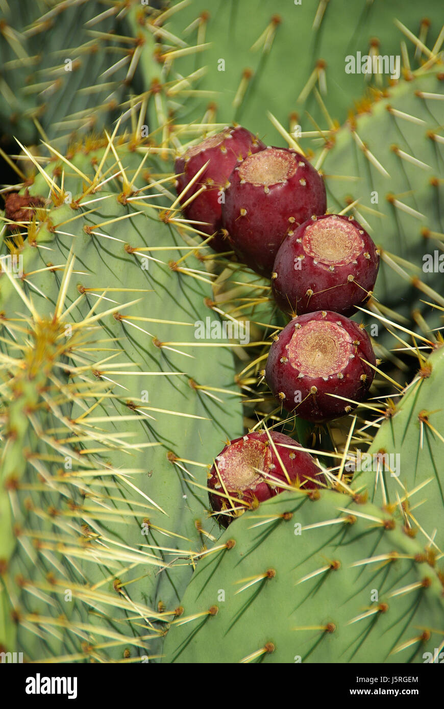 green fruit cactus prickly sting fig plant nature feigenkaktus opuntie ...