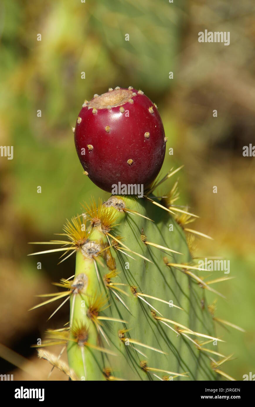 Ohrenkaktus hi-res stock photography and images - Alamy