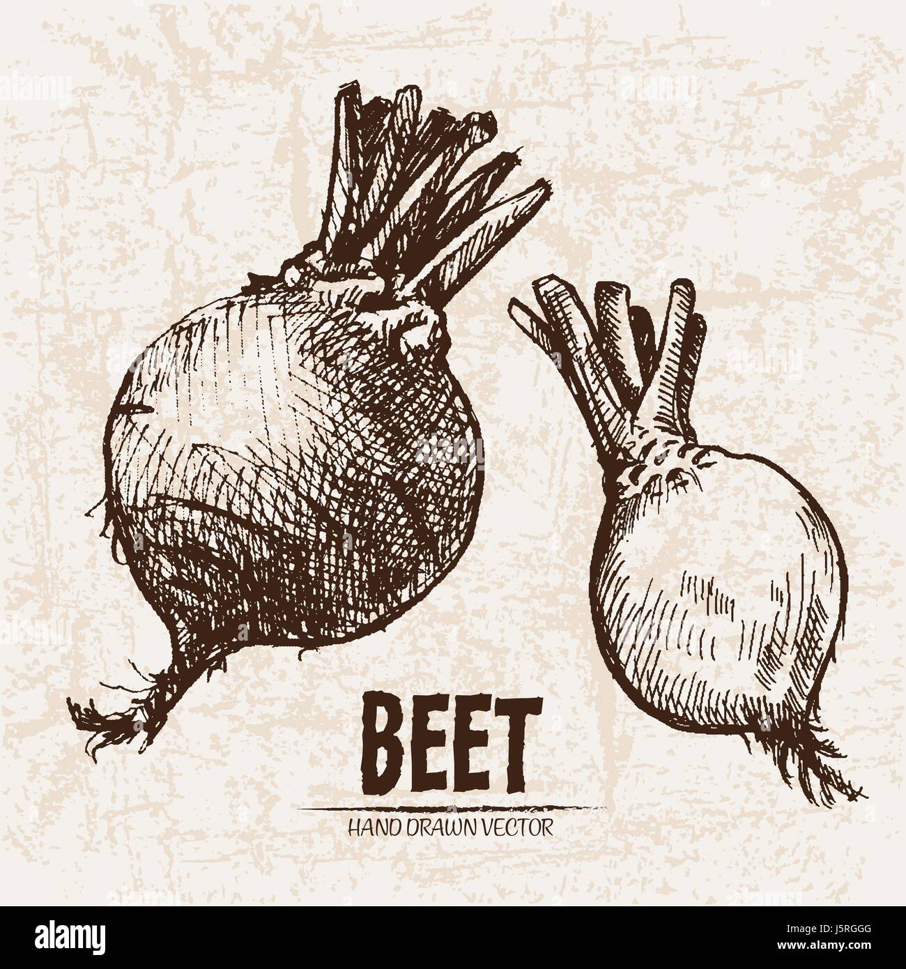 Digital vector detailed line art beet vegetable hand drawn retro ...
