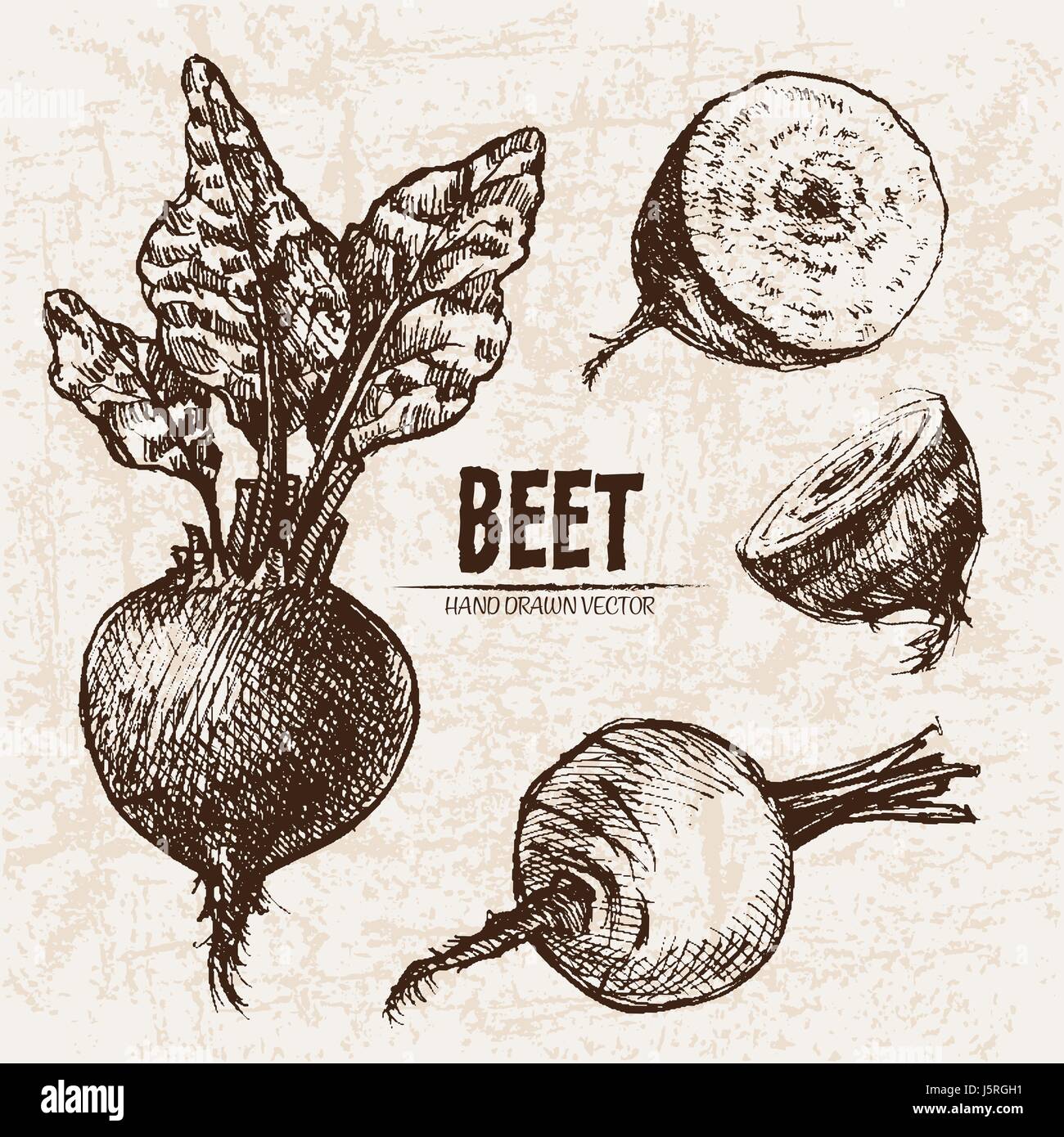 Beet Line Drawing