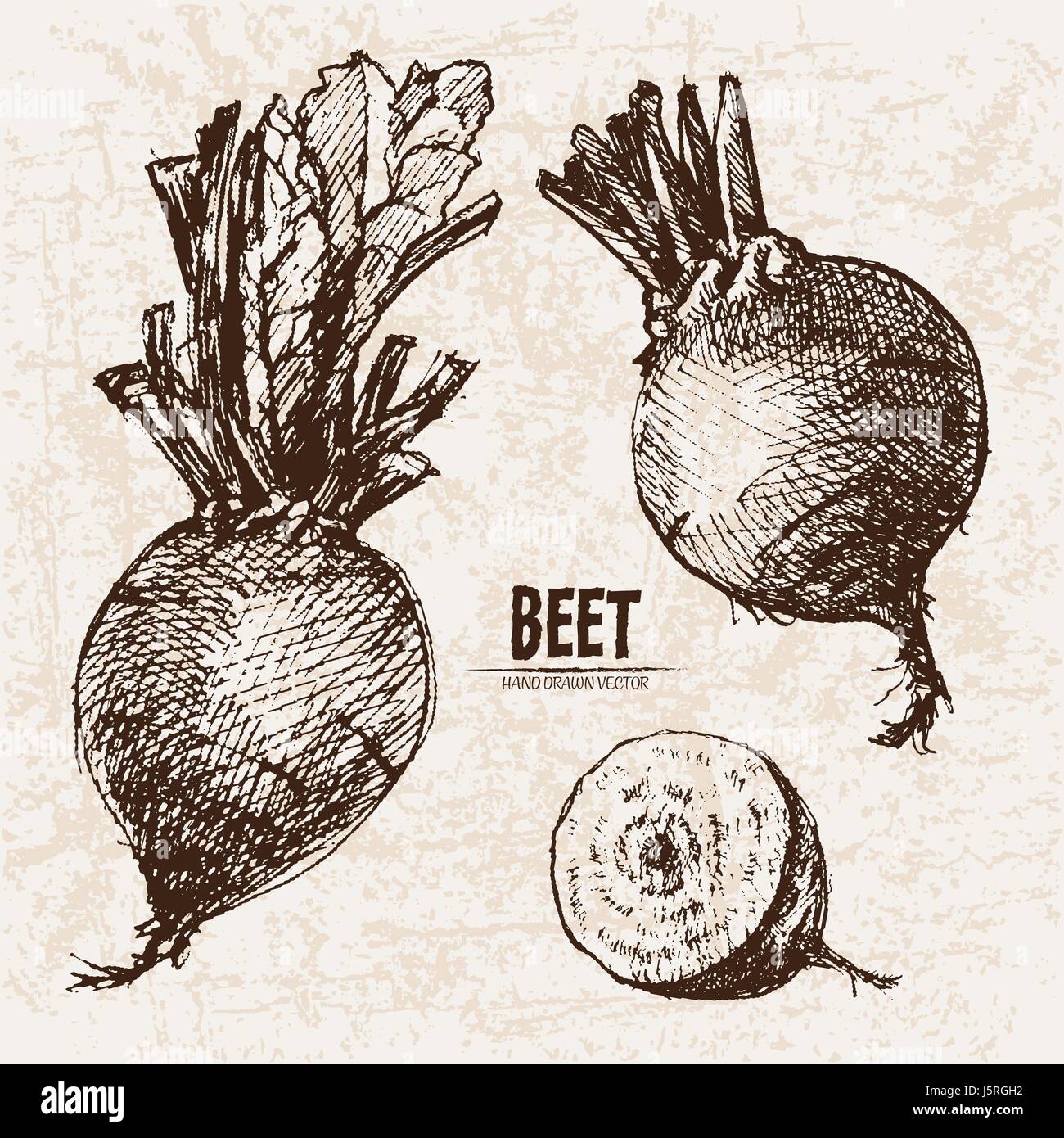 Digital vector detailed line art beet vegetable hand drawn retro ...