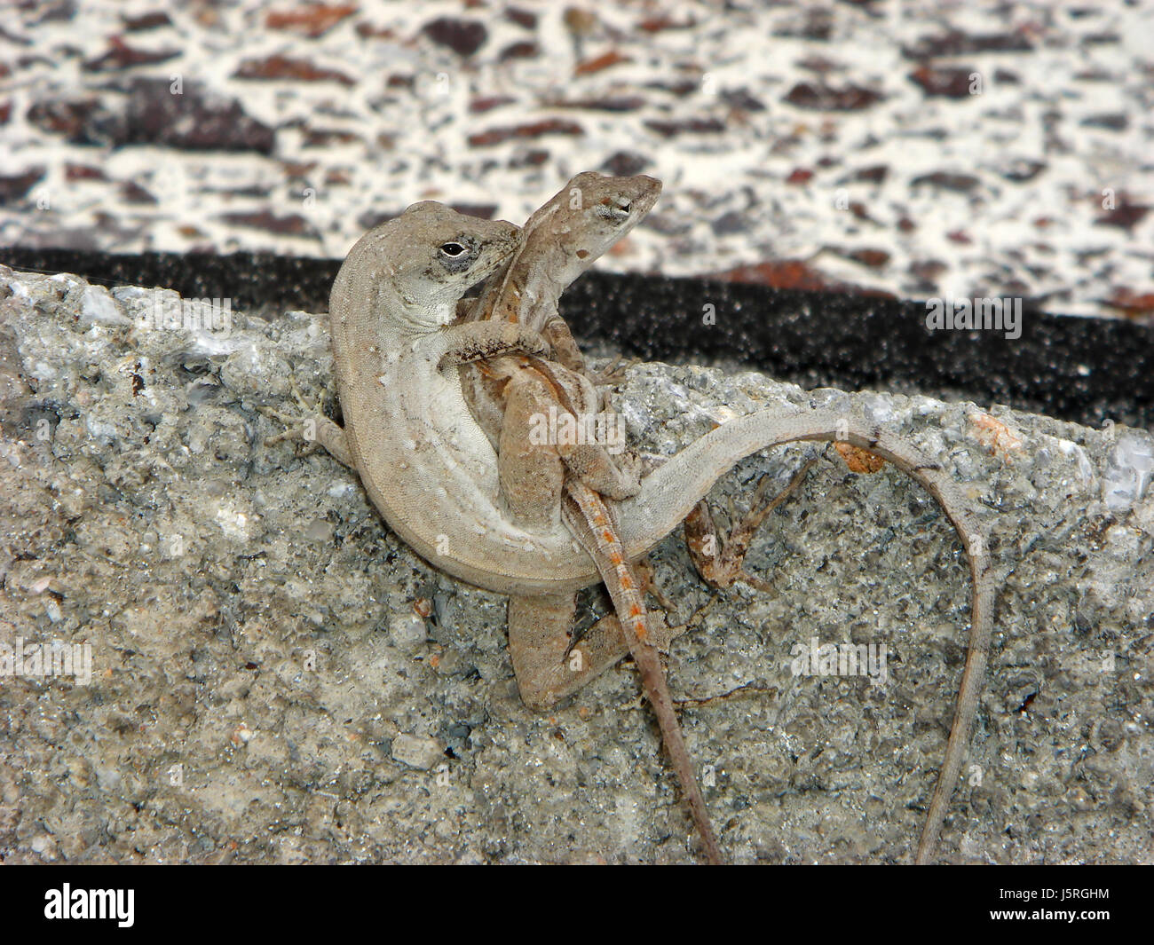 fauna rock offspring reptiles embrace tropical male critters cuba ...