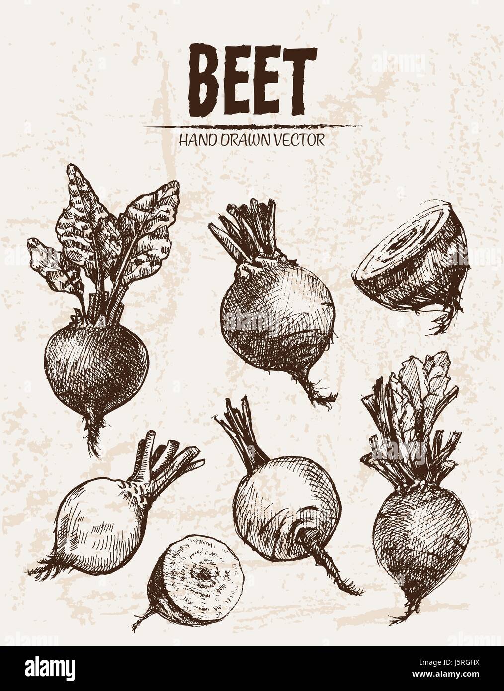 Digital vector detailed line art beet vegetable hand drawn retro ...