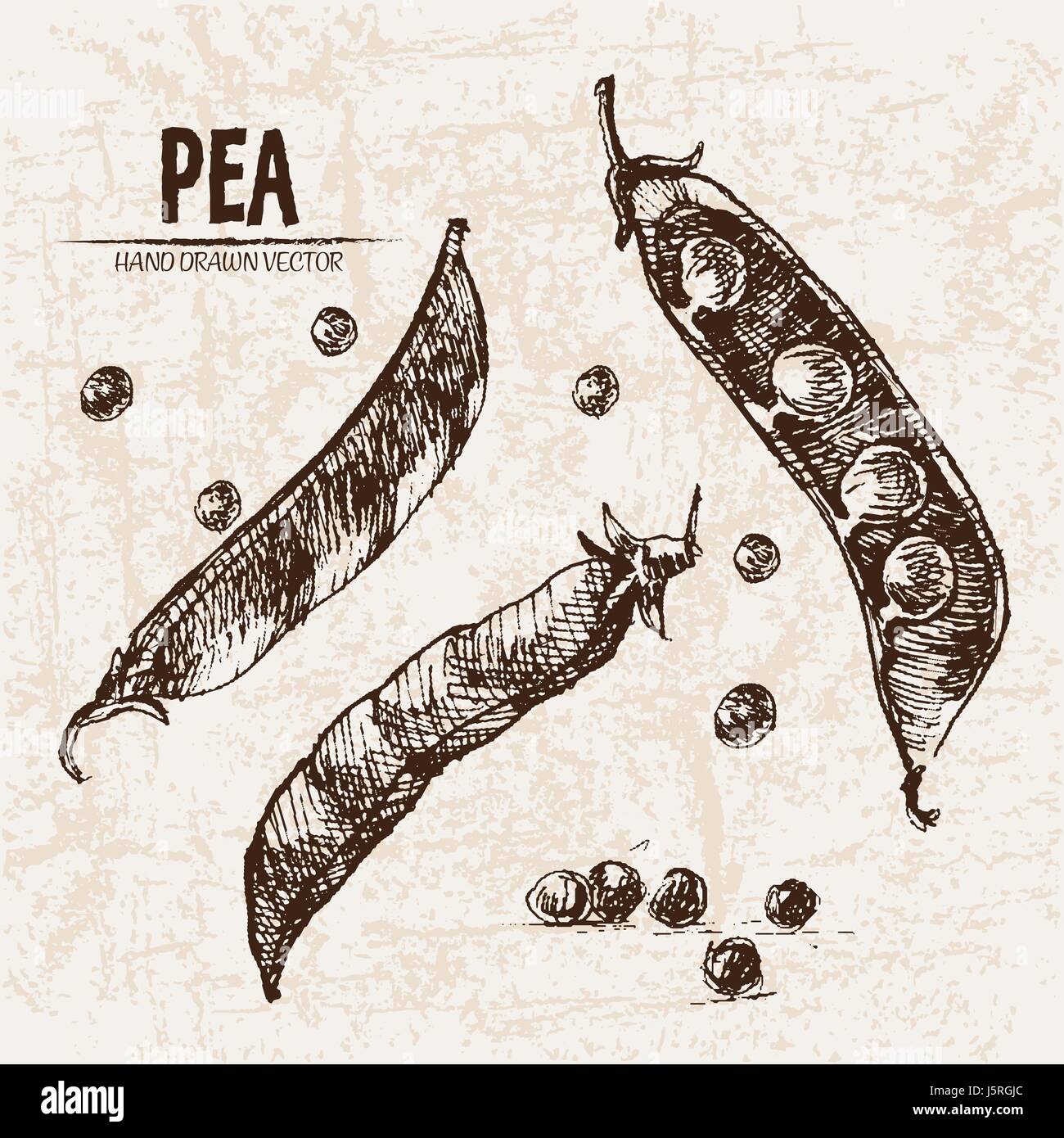 Digital vector detailed line art pea vegetable hand drawn retro ...