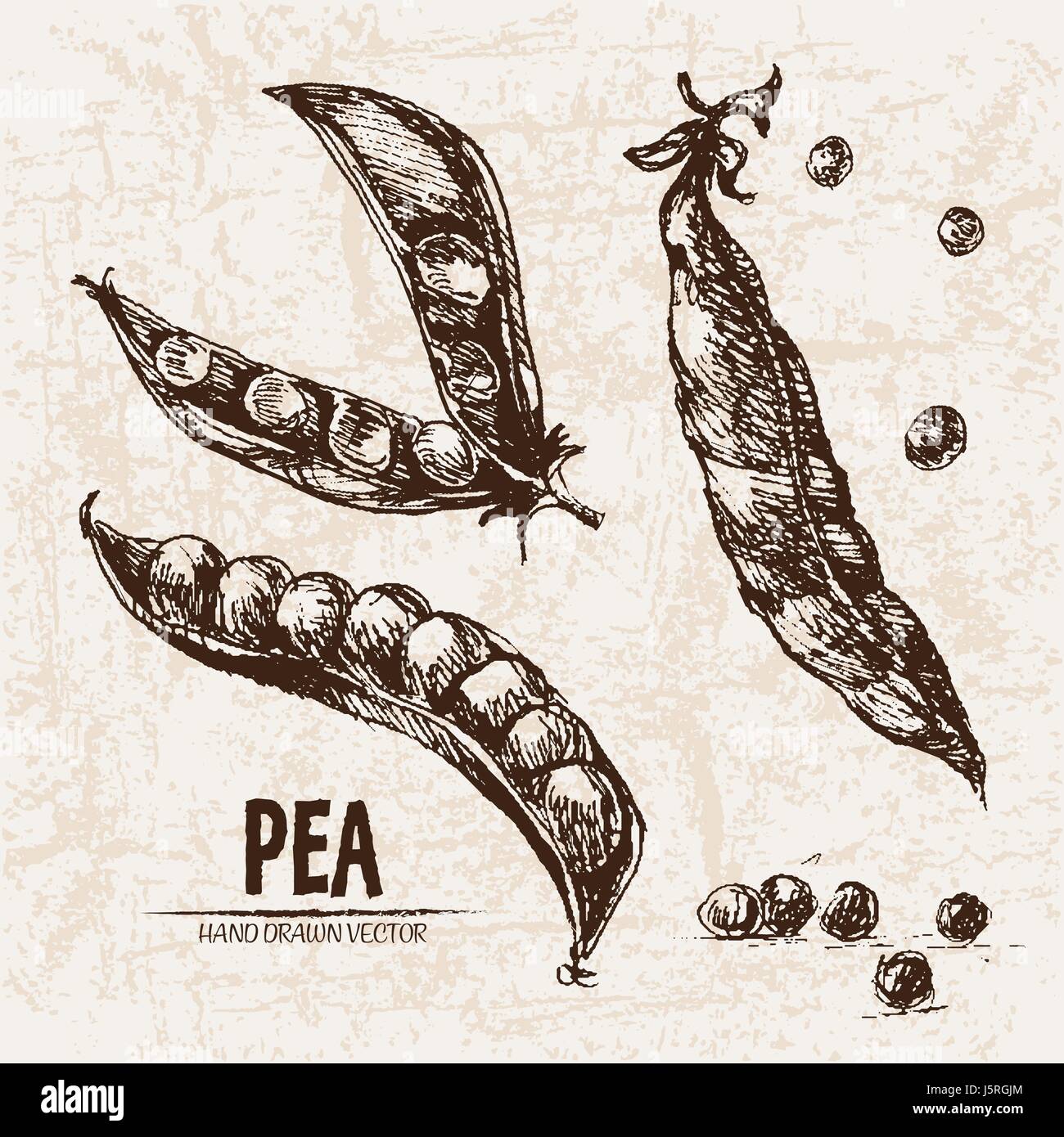 Digital vector detailed line art pea vegetable hand drawn retro ...