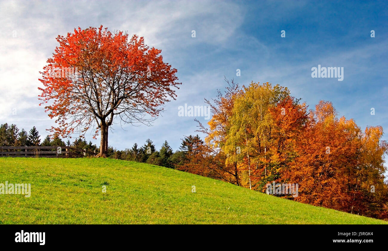 blue tree trees green coloured colourful gorgeous multifarious richly ...