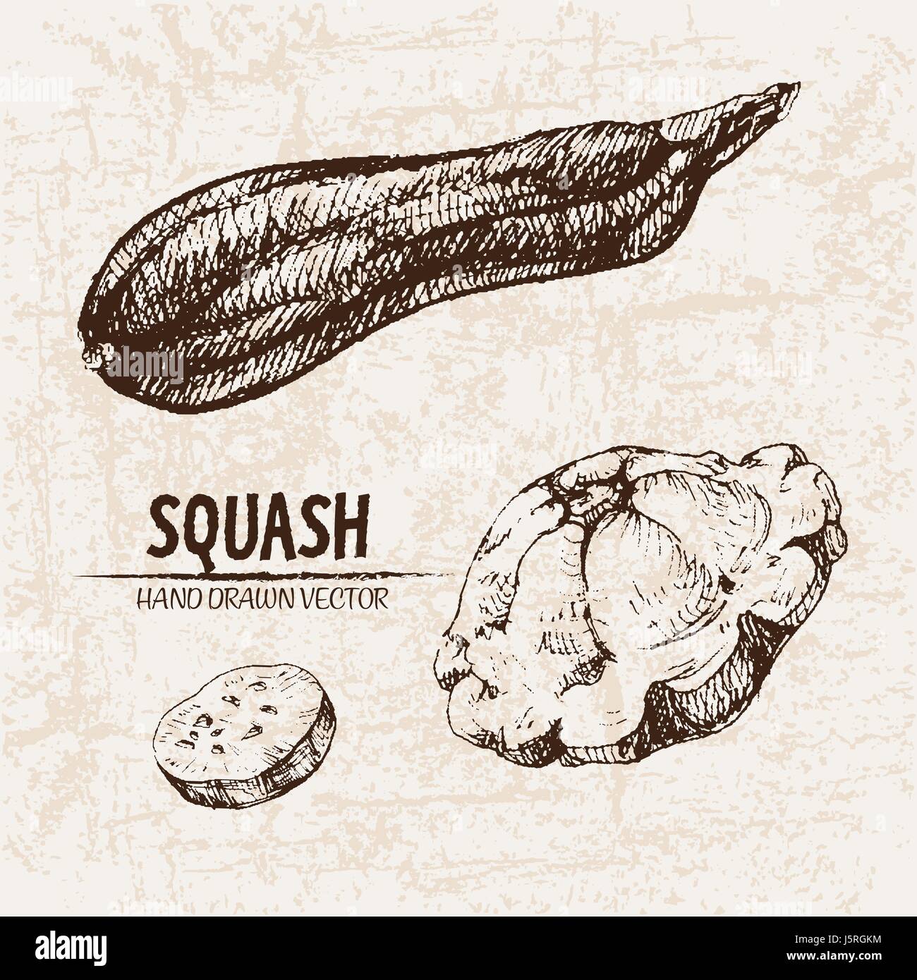 Digital vector detailed line art squash vegetable hand drawn retro ...