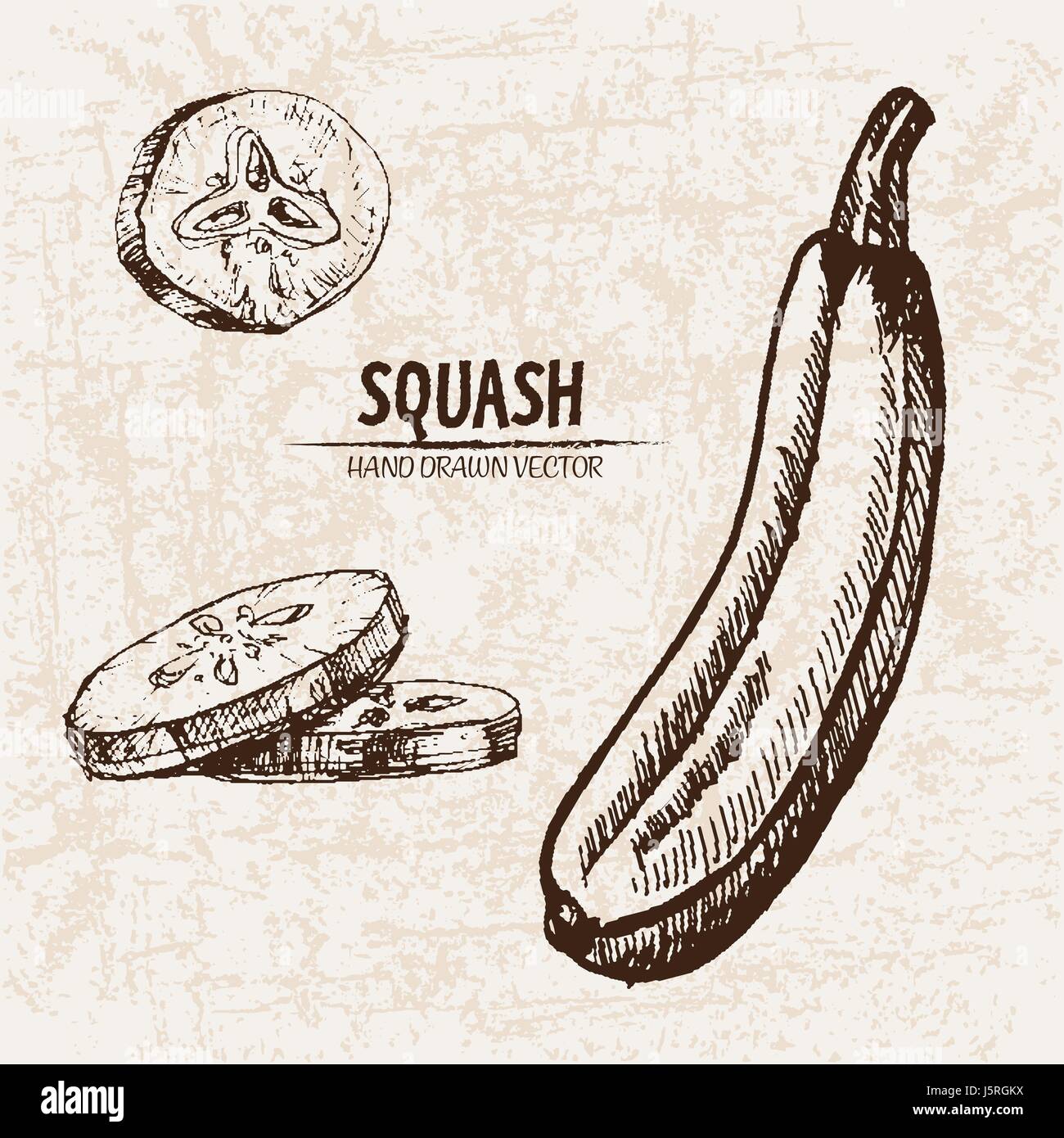 Digital vector detailed line art squash vegetable hand drawn retro ...