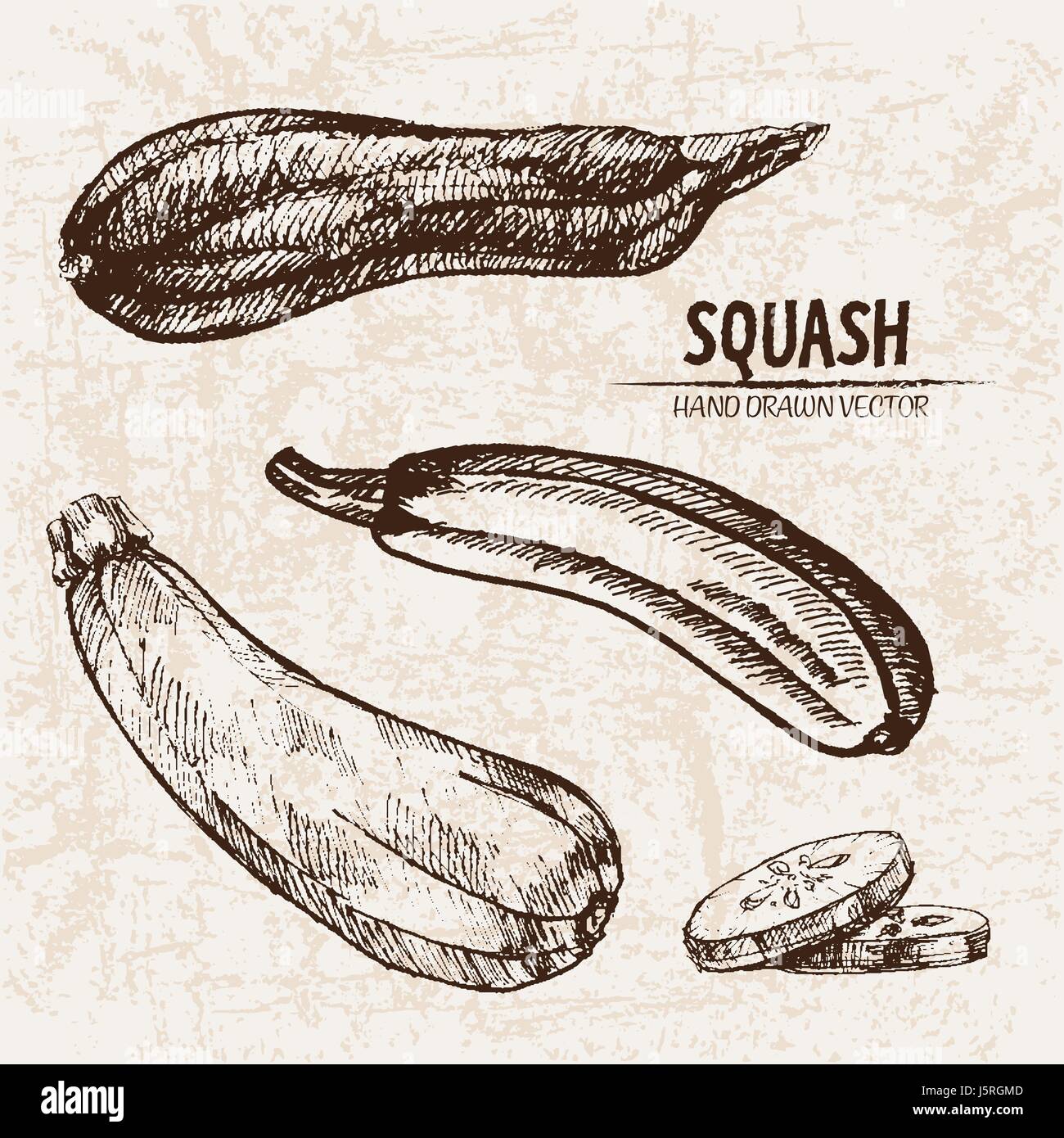 Digital vector detailed line art squash vegetable hand drawn retro ...
