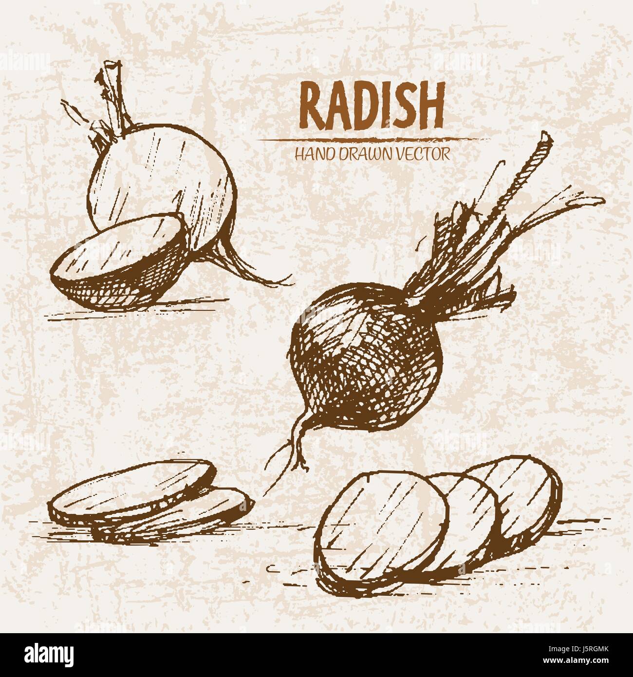 Digital vector detailed line art radish vegetable hand drawn retro ...