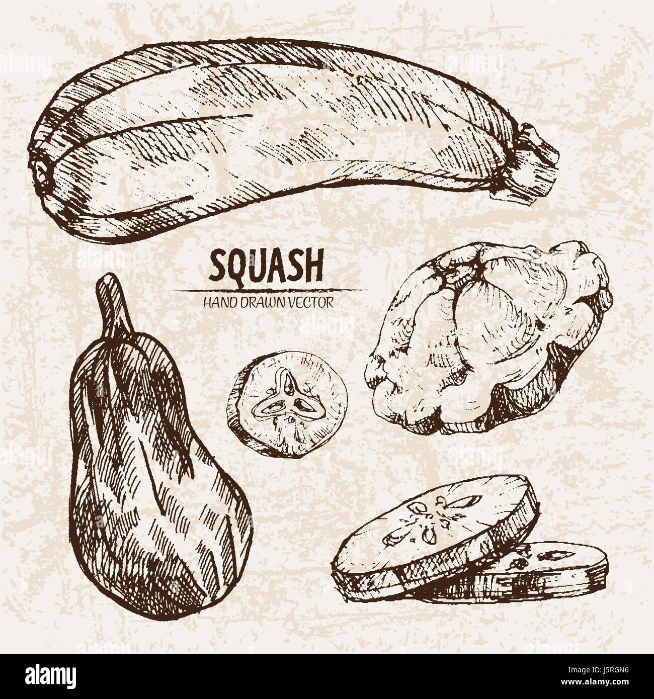 Digital vector detailed line art squash vegetable hand drawn retro ...