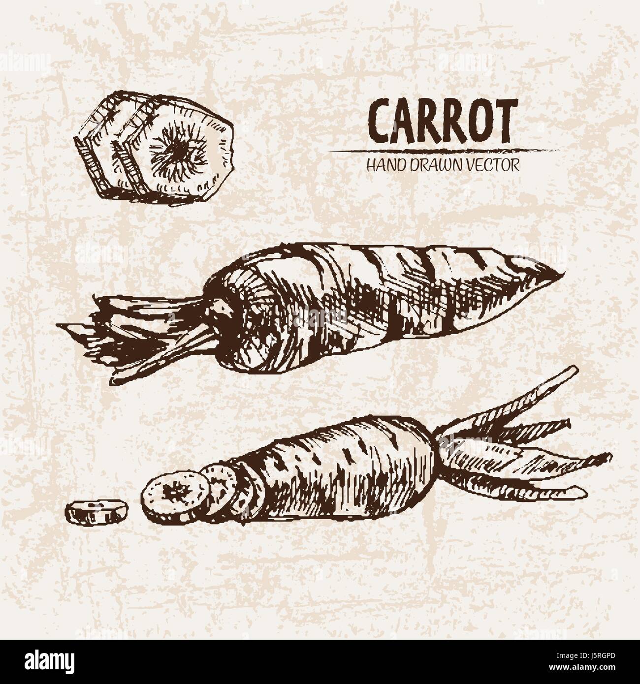 Digital vector detailed line art carrot vegetable hand drawn retro ...