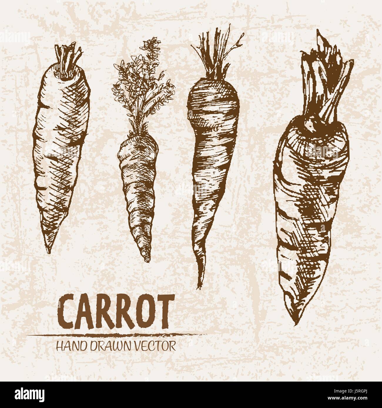 Digital vector detailed line art carrot vegetable hand drawn retro ...