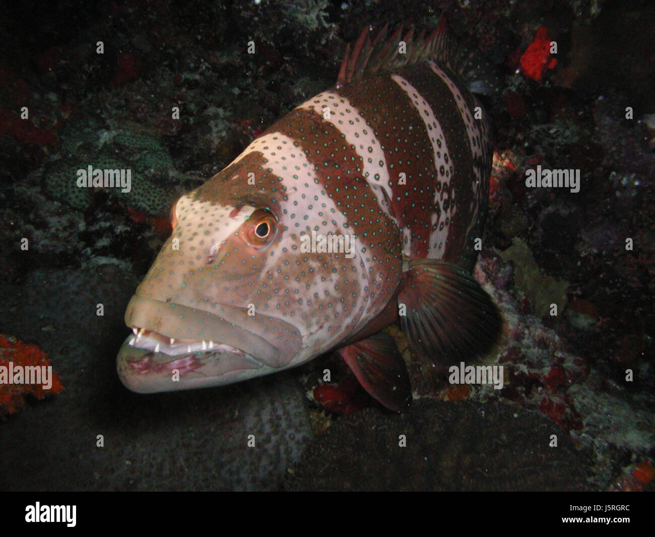 profile teeth bit fish underwater maldives dots wildlife dive tropical ...