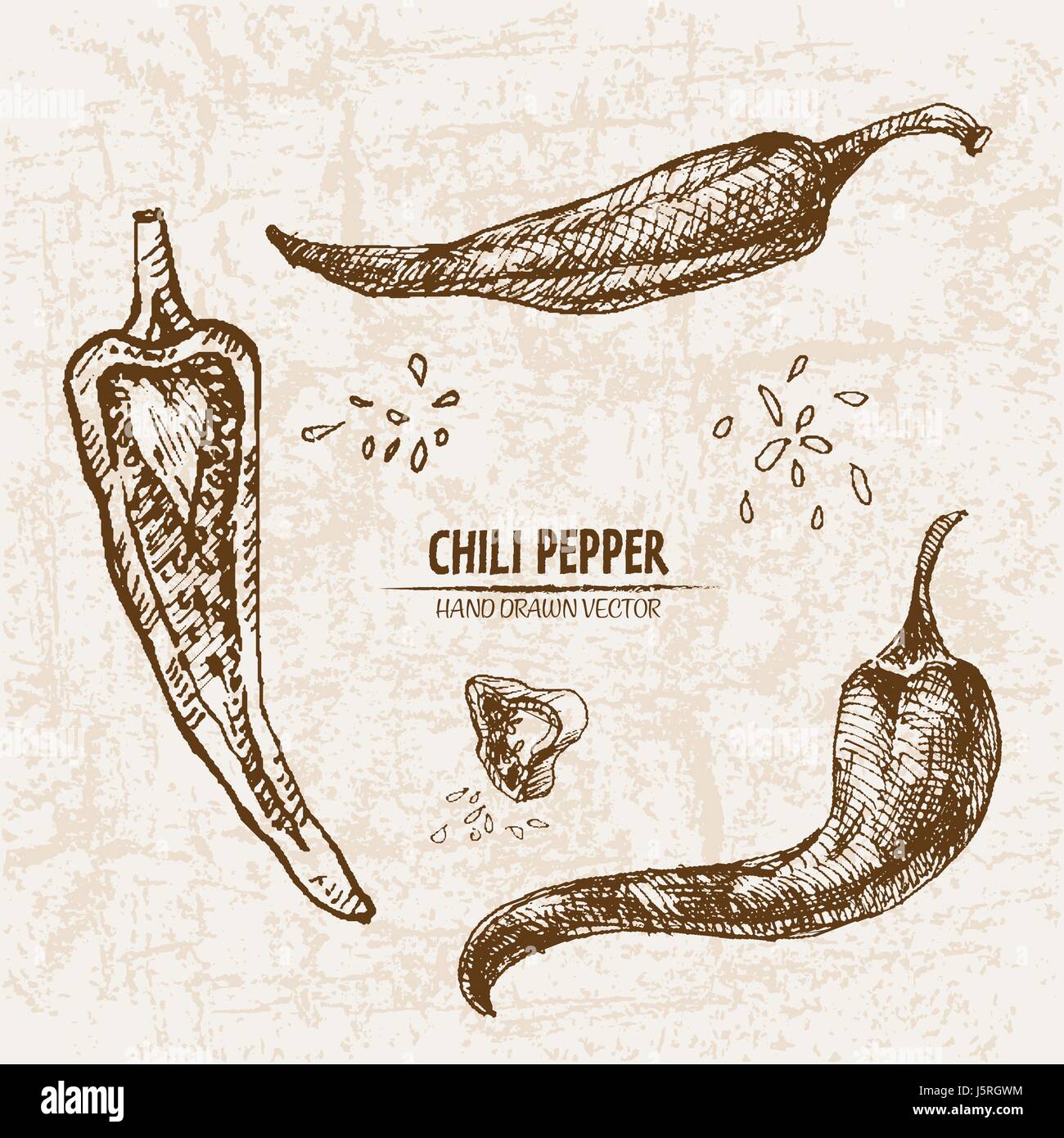 Digital vector detailed line art chili pepeper vegetable hand drawn ...