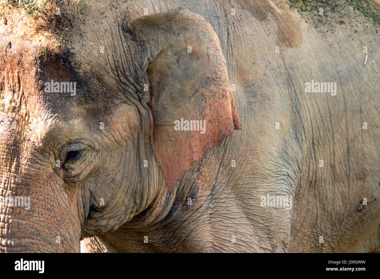 elephant eye organ skin piece section segment part area sandy shaded ...