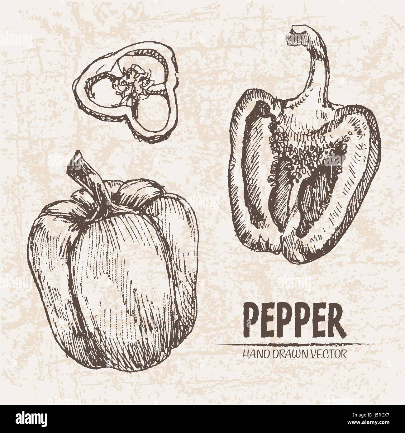 Digital vector detailed line art pepper vegetable hand drawn retro ...