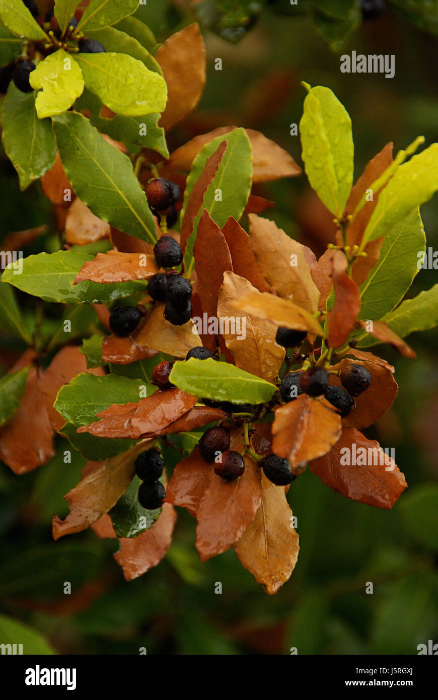 leaf spice tree green raindrop shrub wet shine noble spicy moist ...