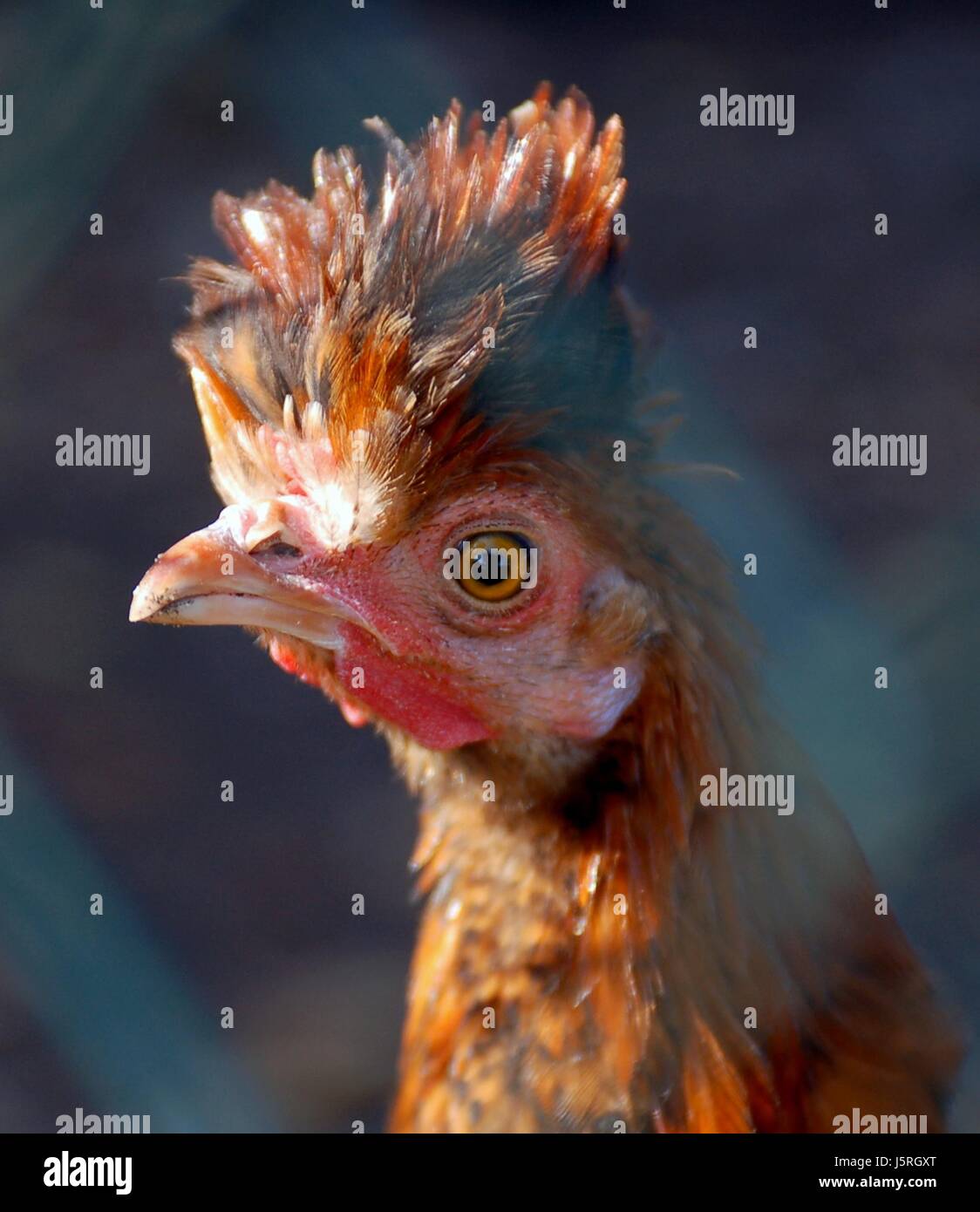 animal hairdo funny young younger cock rooster proud pride gockel ...