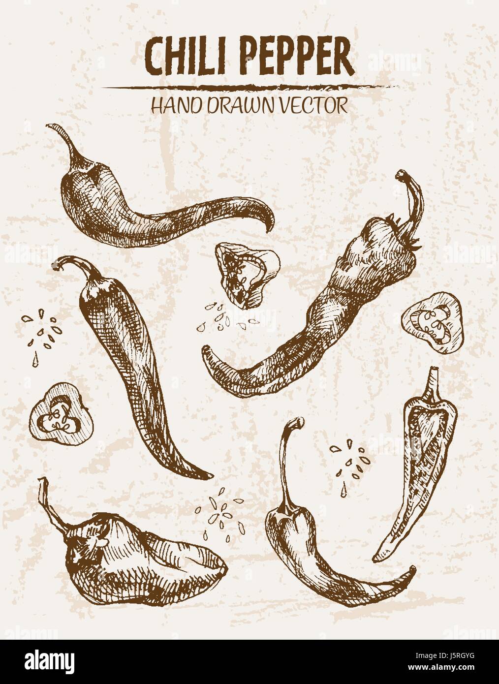 Digital vector detailed line art chili pepeper vegetable hand drawn ...